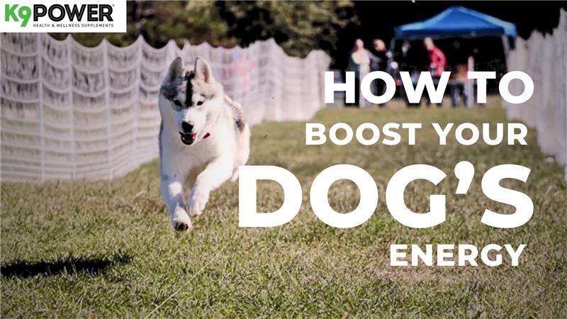 How to Boost Your Dog’s Energy Without Overfeeding: Smart Nutrition Ti