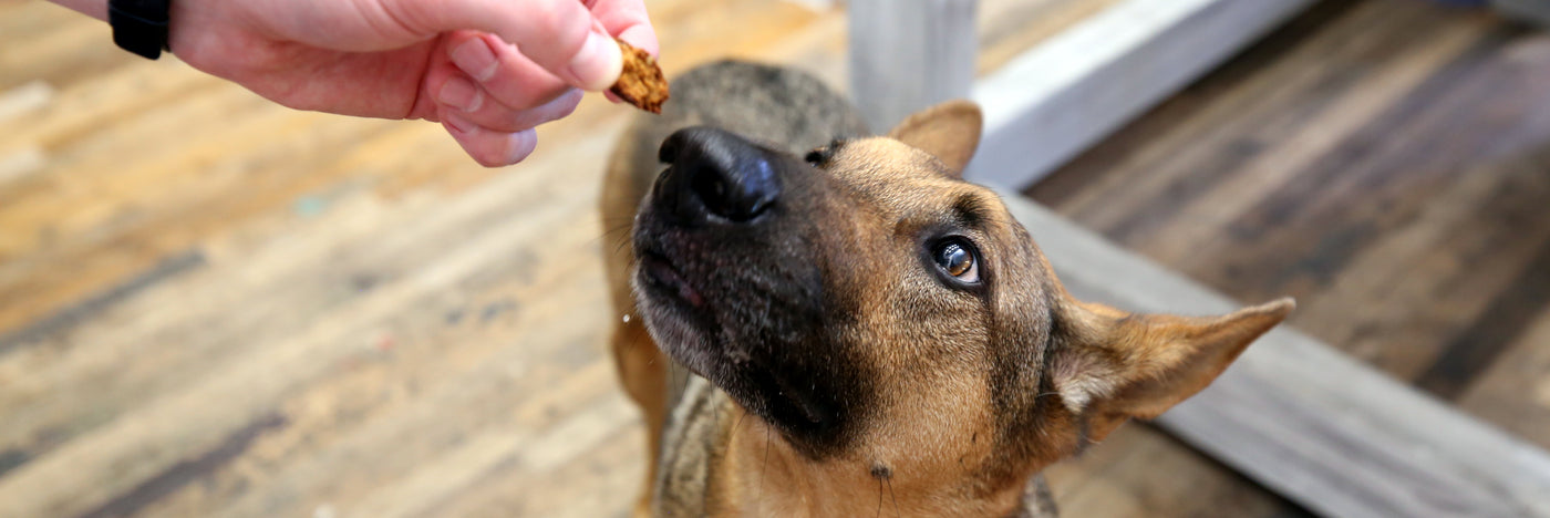 How To Properly “Treat” Your Dog