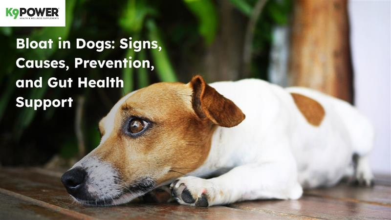 Bloat In Dogs: Signs, Symptoms And Prevention Tips – AVKIU