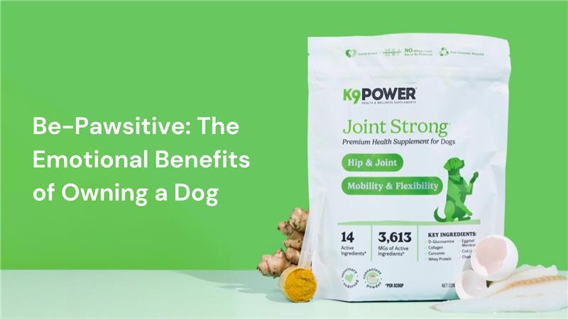 Be-Pawsitive: The Emotional Benefits of Owning a Dog