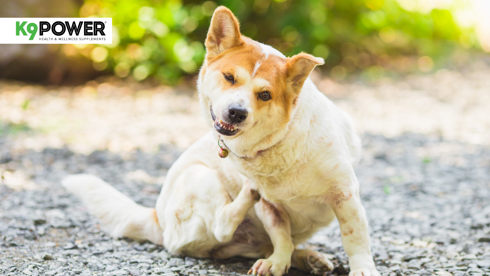 Why Is My Dog Always Itchy? Causes and Skin & Coat Solutions That Work