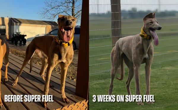 Shop Super Fuel by K9 Power to Boost Your Dog's Energy
