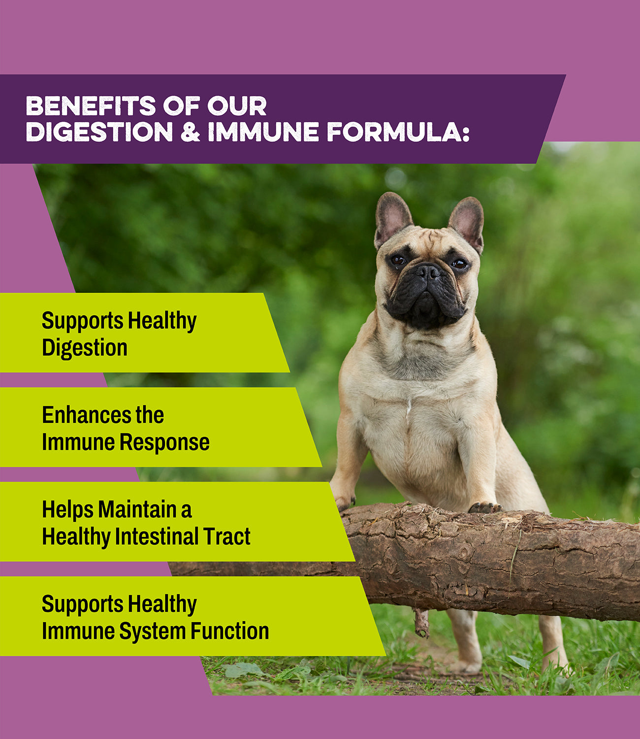 Digest Forte – Probiotics & Digestive Enzymes for Dogs