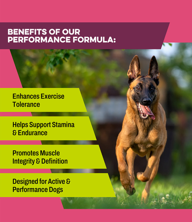 Shop Super Fuel by K9 Power to Boost Your Dog's Energy